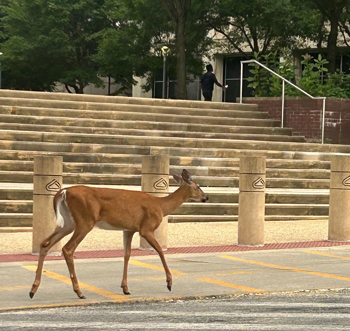 The Doe Days of Summer | NIH Record